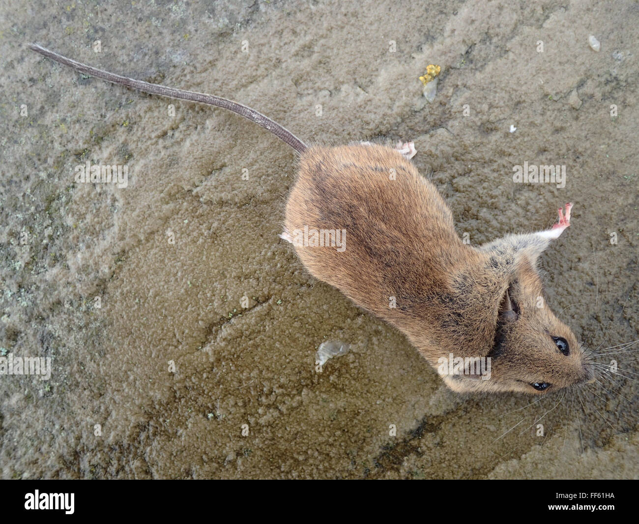 Dorsal view of dead house mouse (Mus musculus) killed by mouse trap, on ...