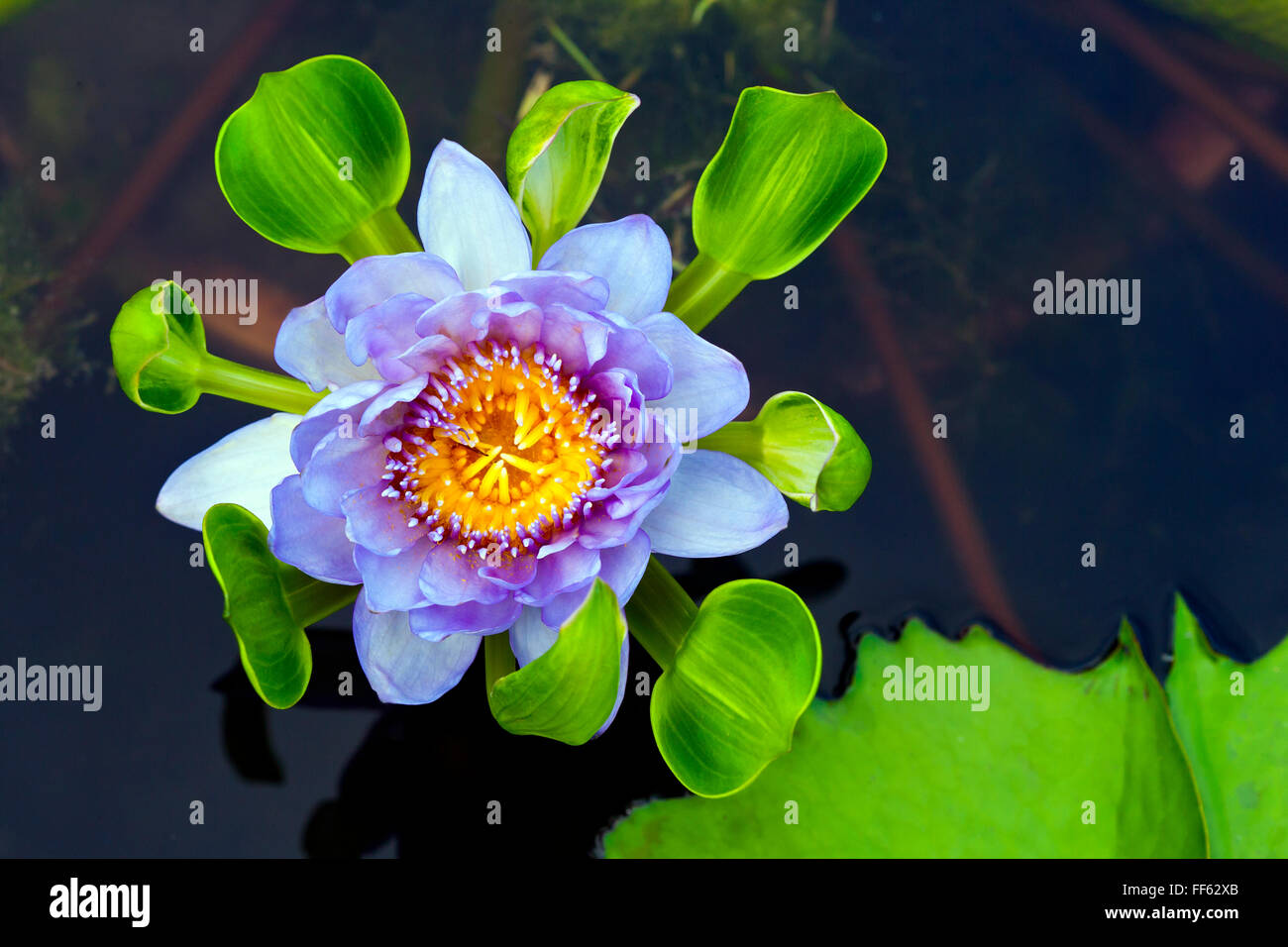 Lotus Water Lily Stock Photo - Alamy