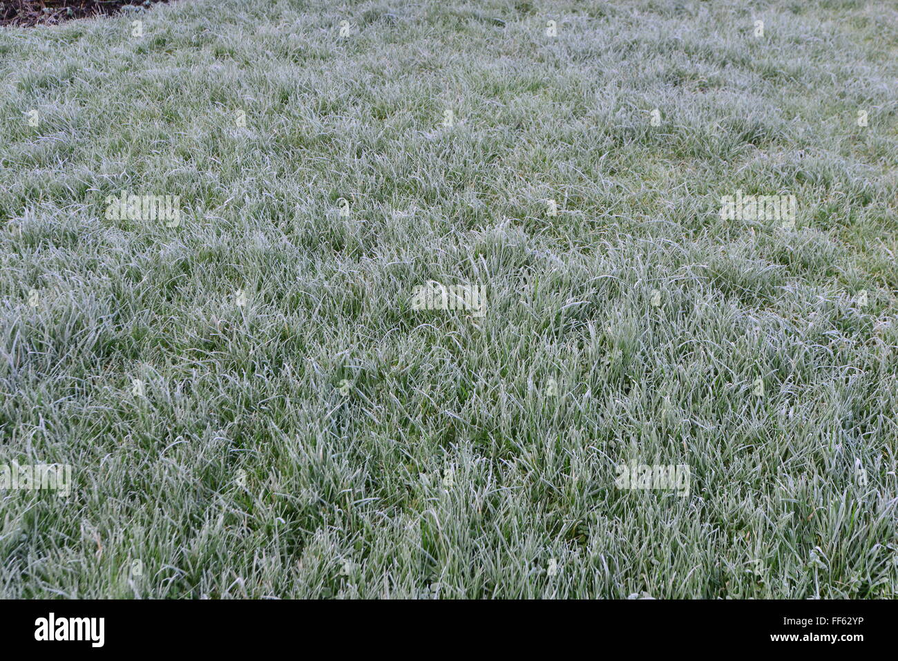 Long grass strands hi-res stock photography and images - Alamy