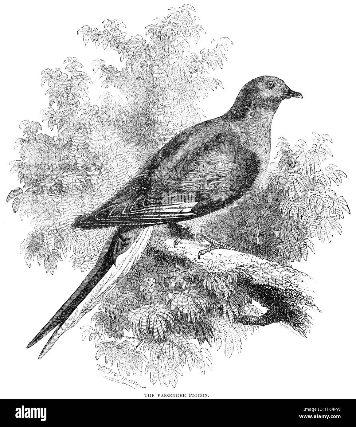 PASSENGER PIGEON. /nWood engraving, English, c1880 Stock Photo - Alamy