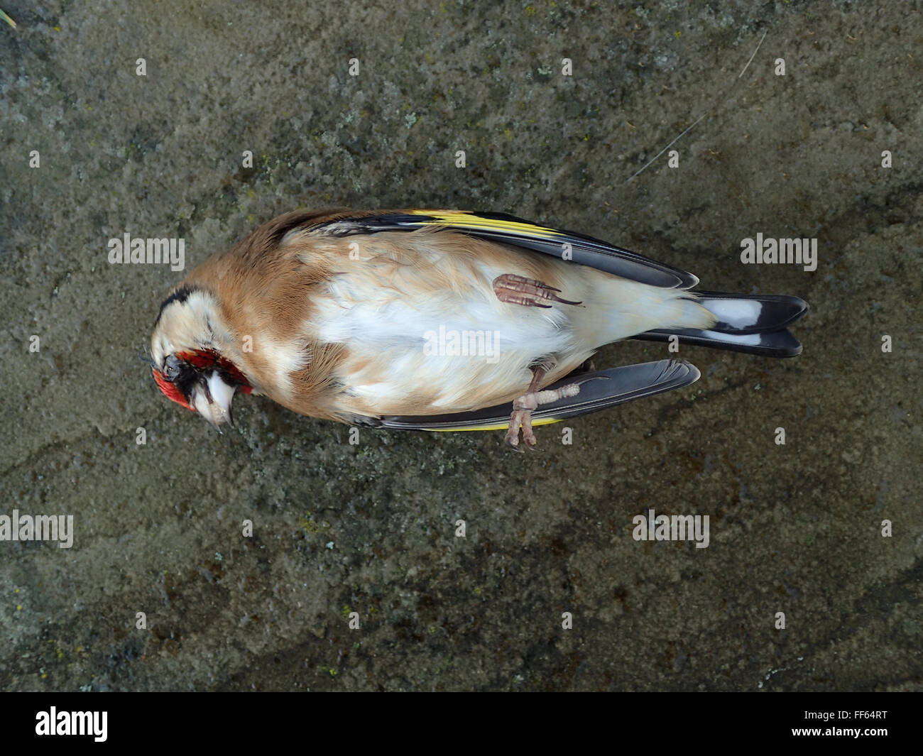 Close-up ventral view of a dead goldfinch (Carduelis carduelis) on a ...