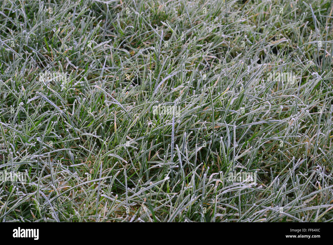 Long grass strands hi-res stock photography and images - Alamy