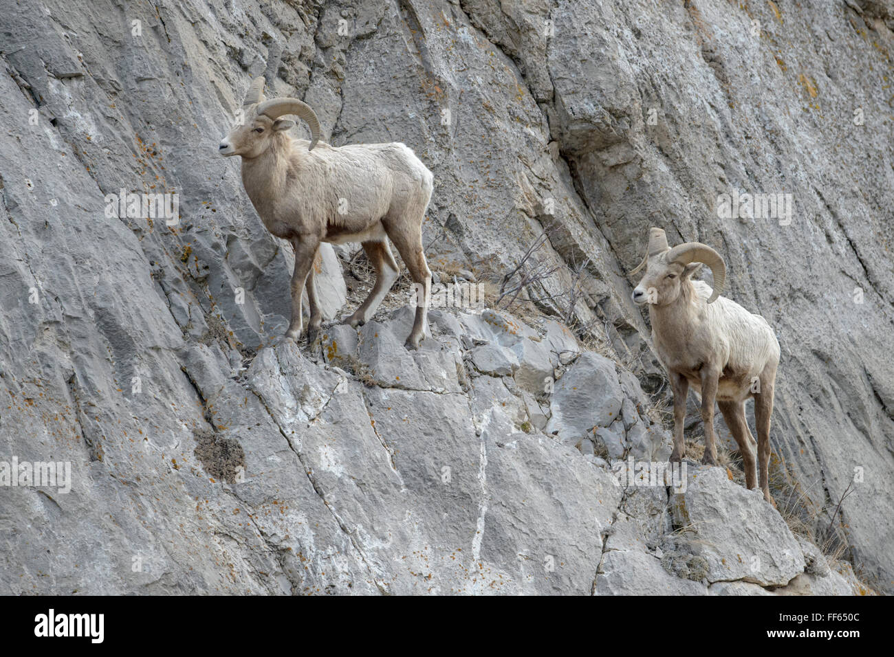 How Do Rams Climb High