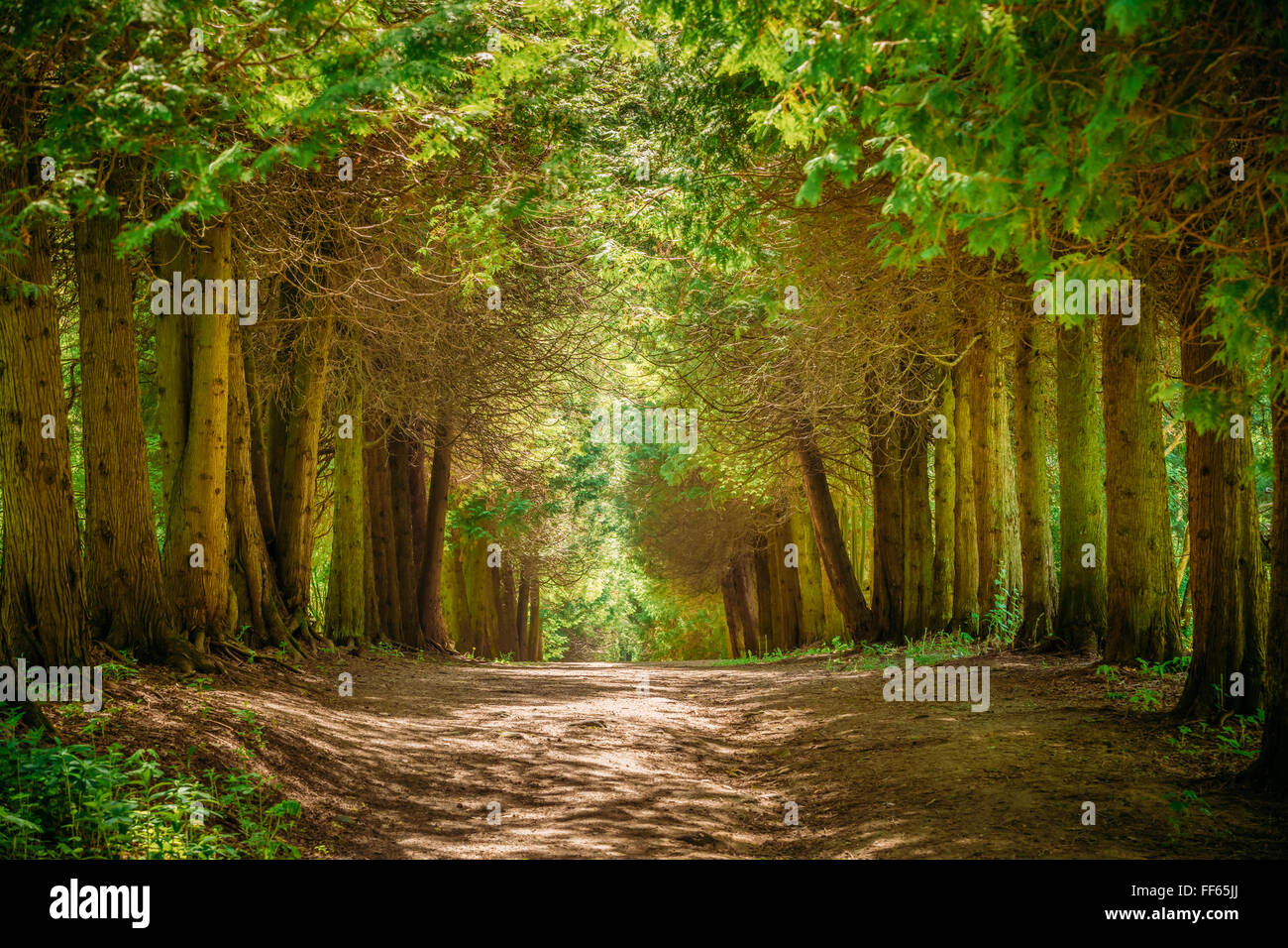 Walkway Lane Path With Green Trees in Forest. Beautiful Alley, road In ...