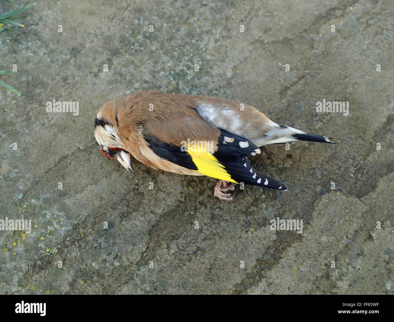 Close-up left side view of dead goldfinch (Carduelis carduelis) on ...