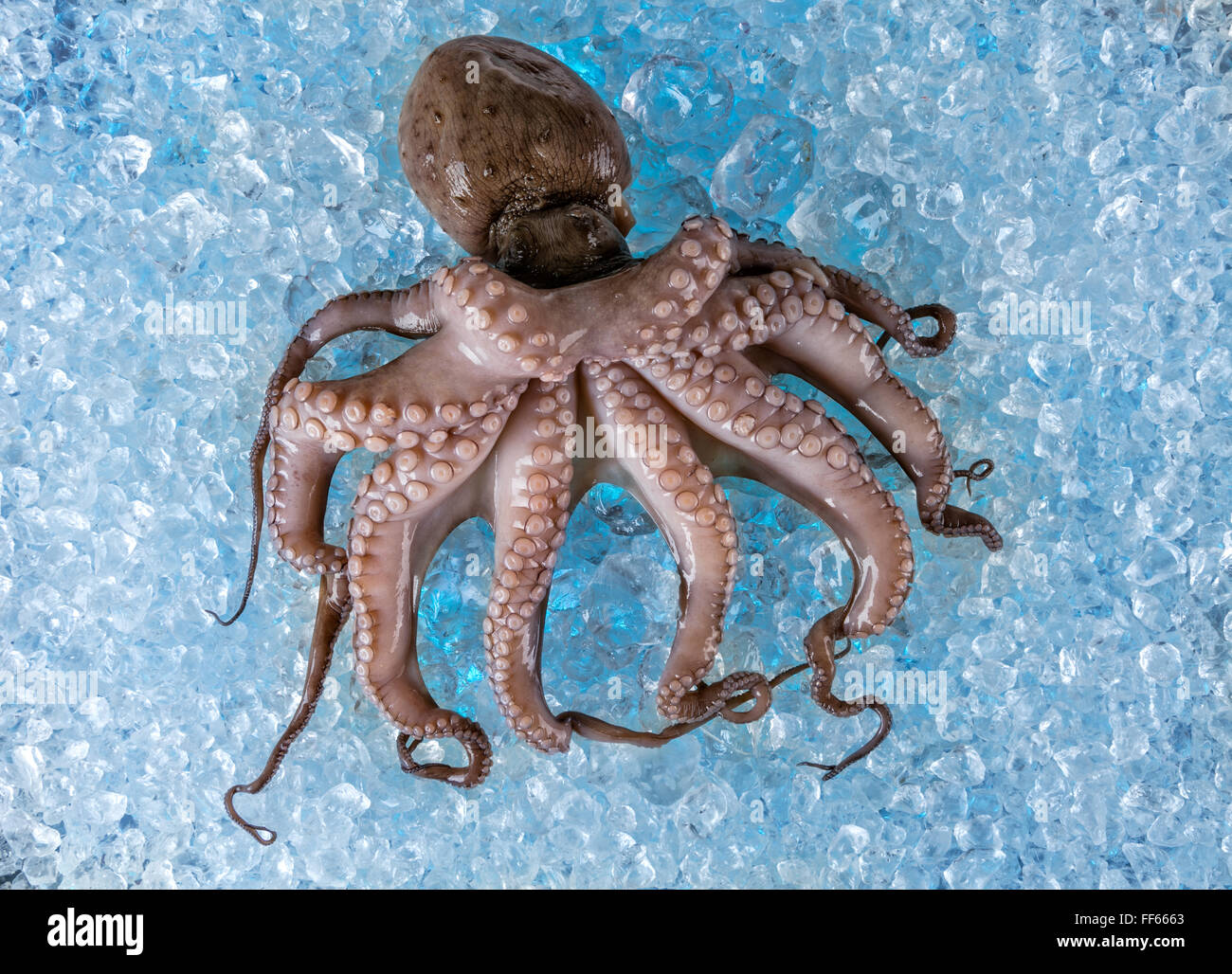 Uncooked octopus hi-res stock photography and images - Alamy
