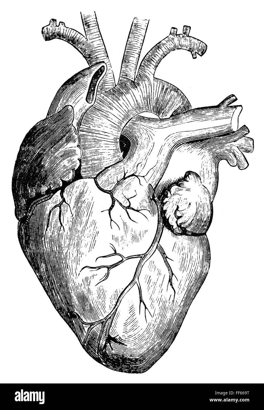 HUMAN HEART. /nLine engraving, 19th century Stock Photo - Alamy