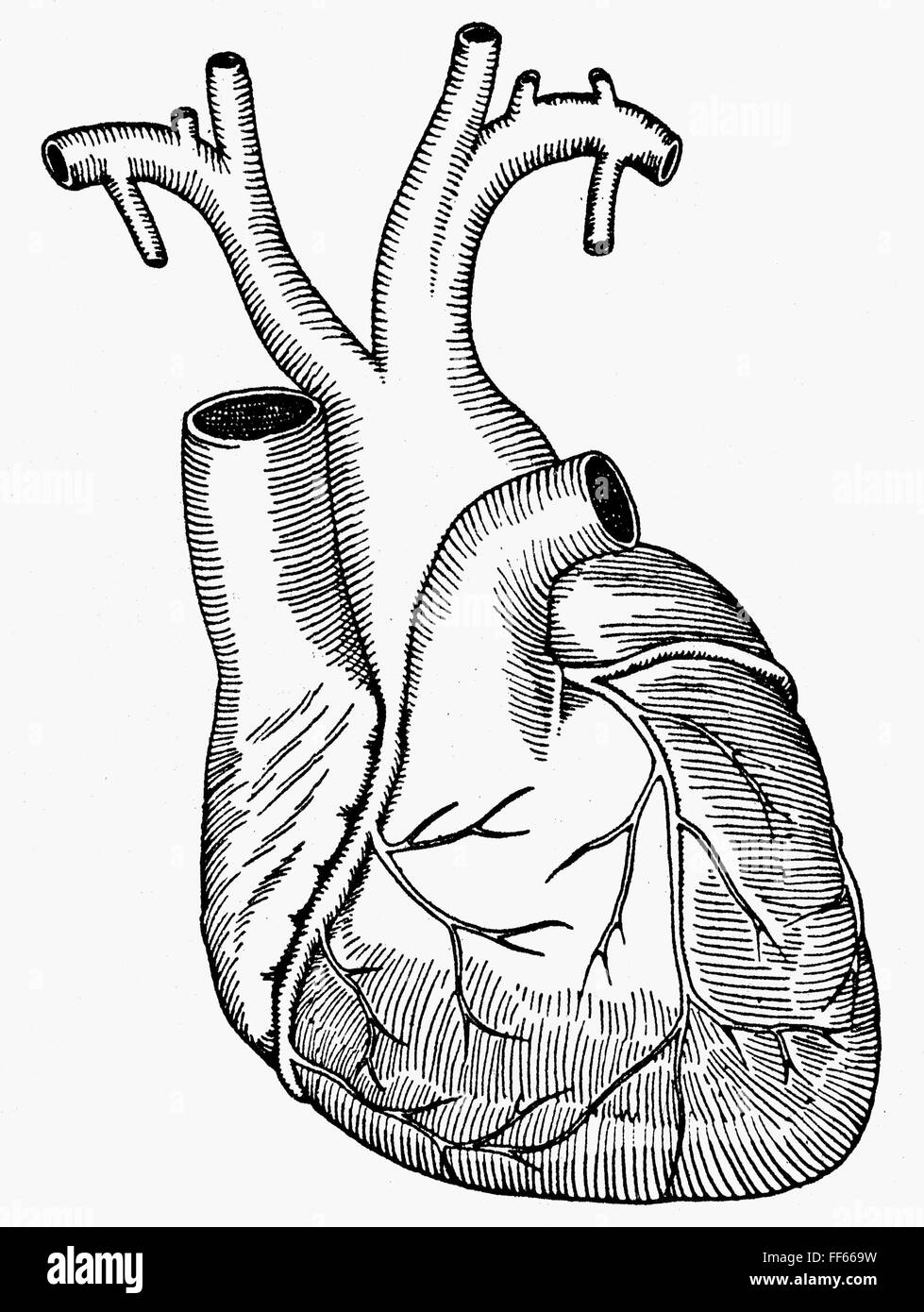 HUMAN HEART. /nLine engraving, 19th century Stock Photo - Alamy