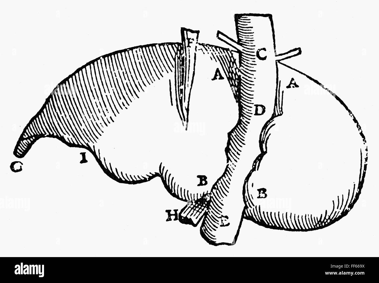 VESALIUS: LIVER. /nWoodcut of a human liver from the third book of ...