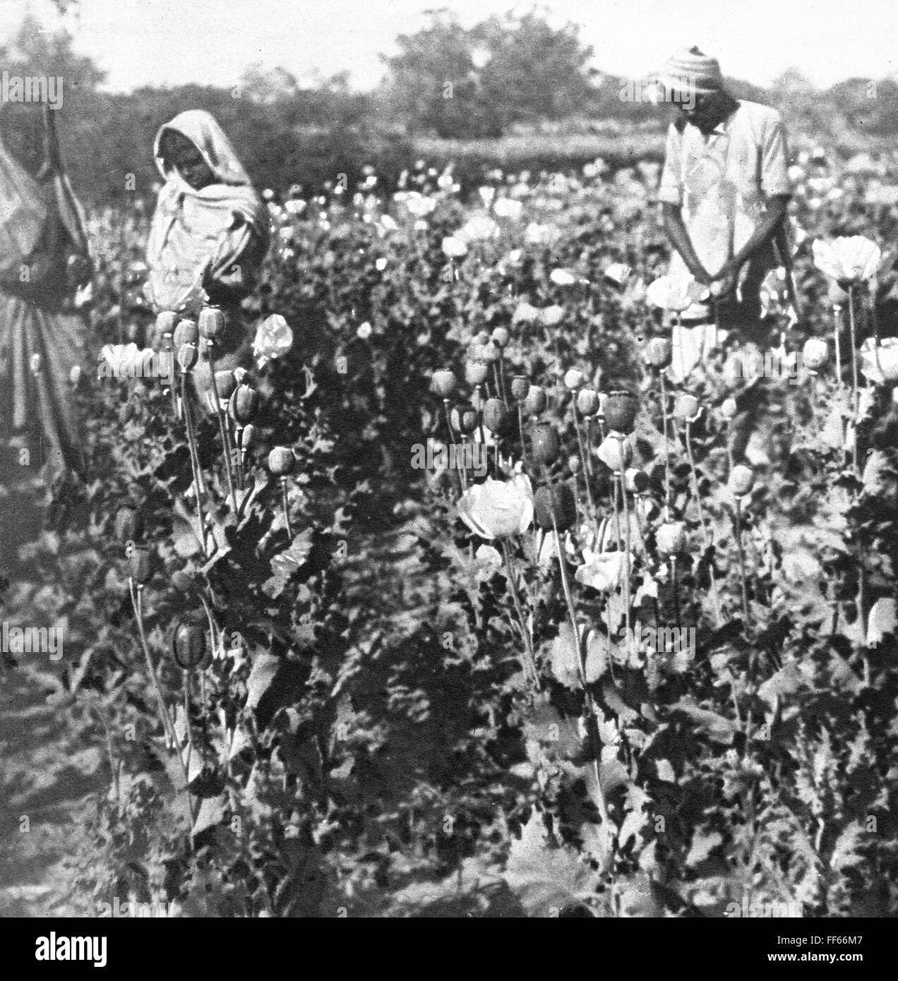 INDIA: POPPY FIELD, 1924. /nLancing poppy pods to extract opium in ...