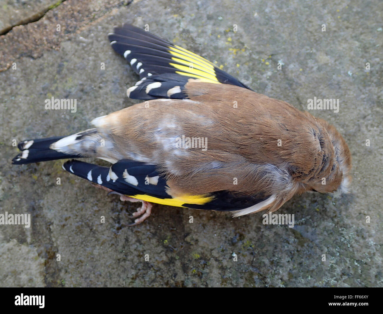 Close-up dorsal view of dead goldfinch (Carduelis carduelis) on ...
