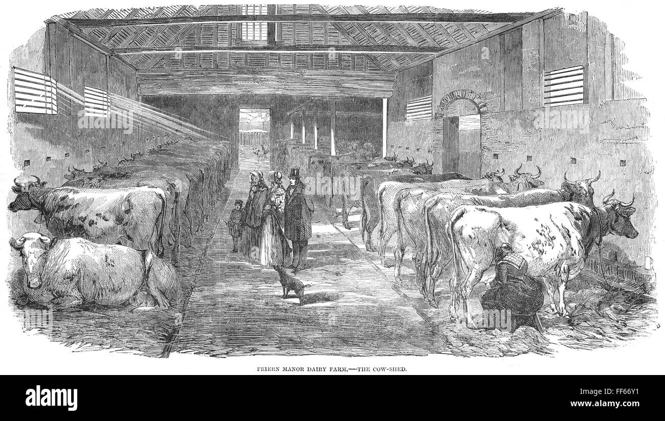ENGLAND: CATTLE, 1853. /nThe cow shed at Friern Manor Dairy Farm ...