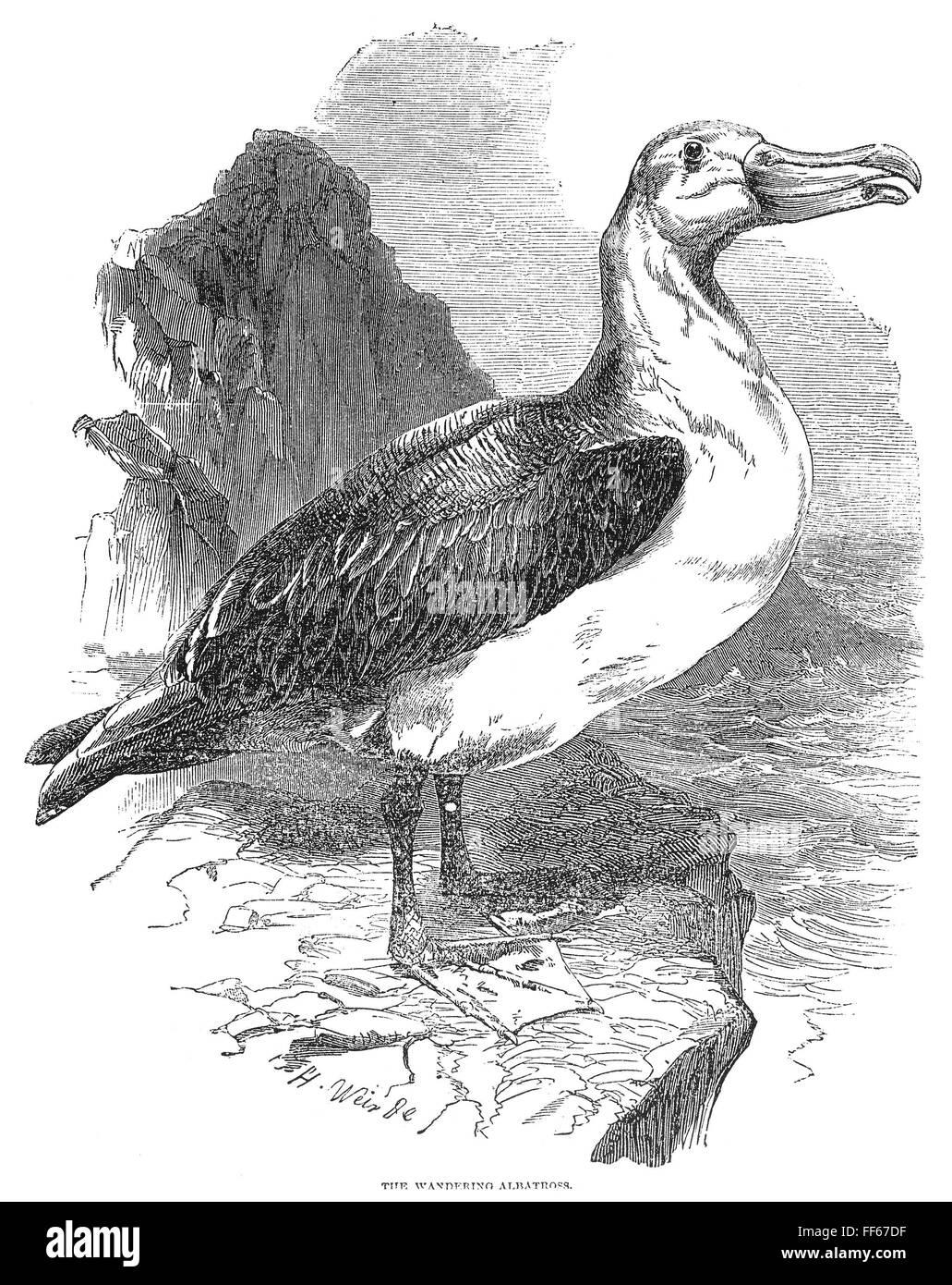 ALBATROSS. /nWood engraving, English, 19th century Stock Photo - Alamy