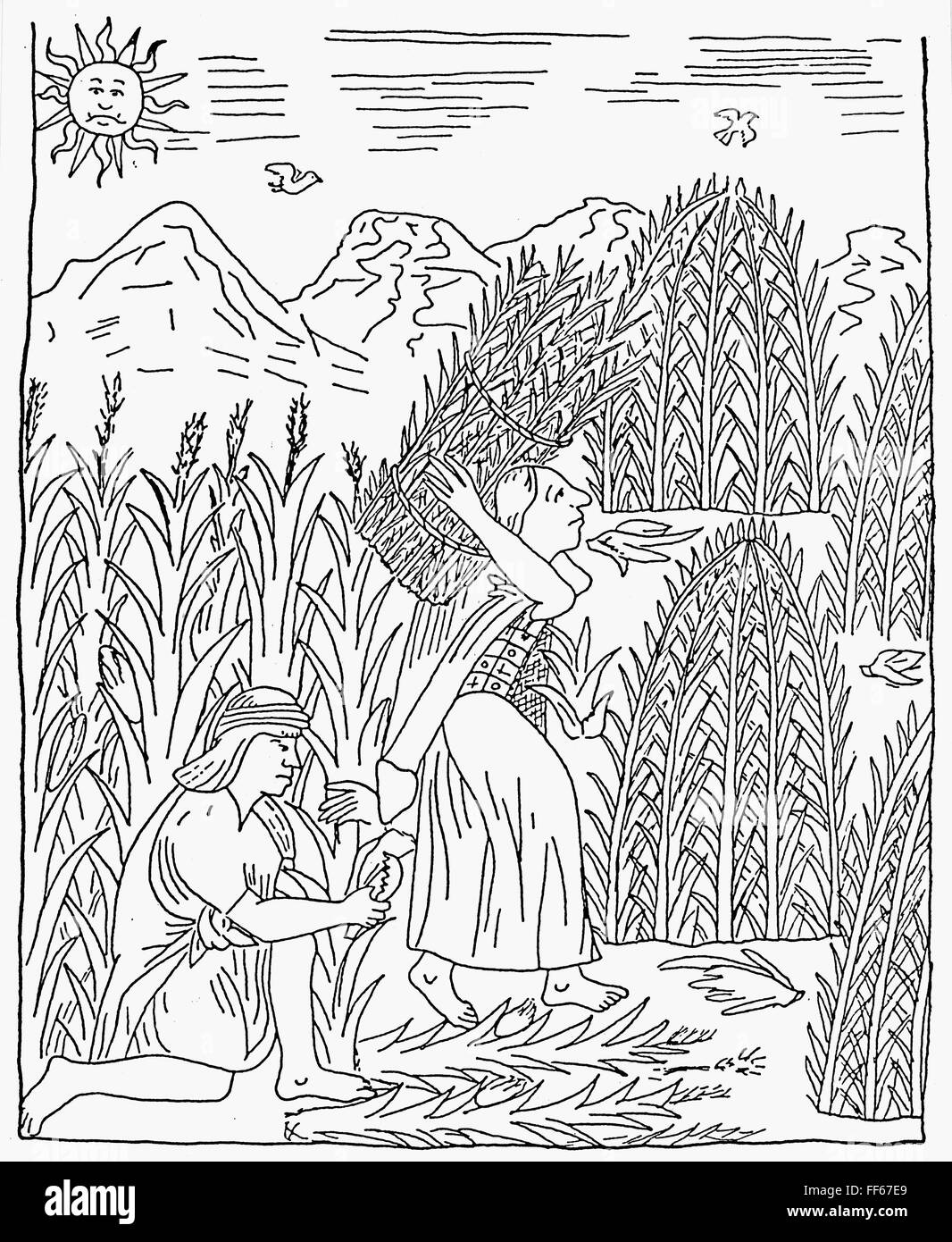 INCA HARVESTING, c1583. /nIncan farmers harvesting/nthe corn crop. Pen ...