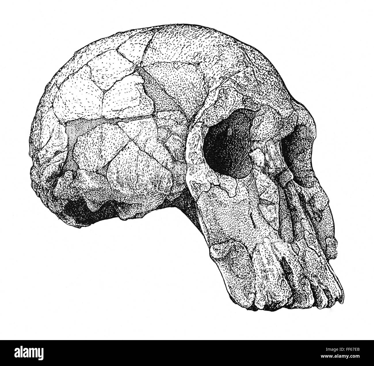 Homo Habilis Drawing