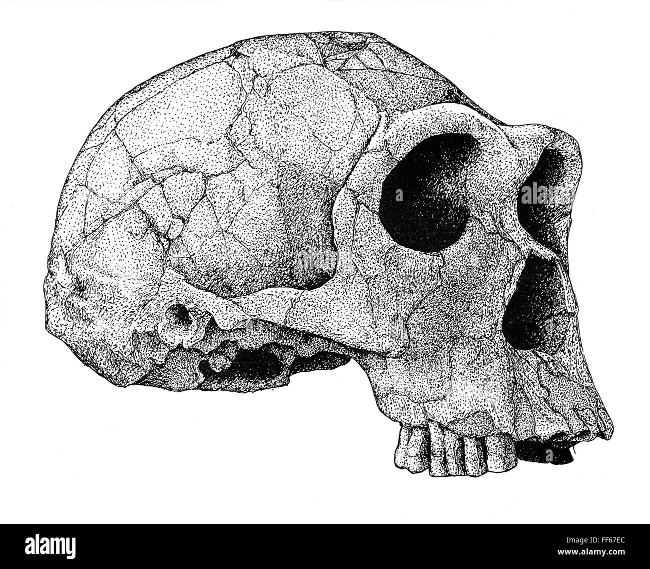 HOMO ERECTUS: SKULL. /nLine drawing Stock Photo - Alamy