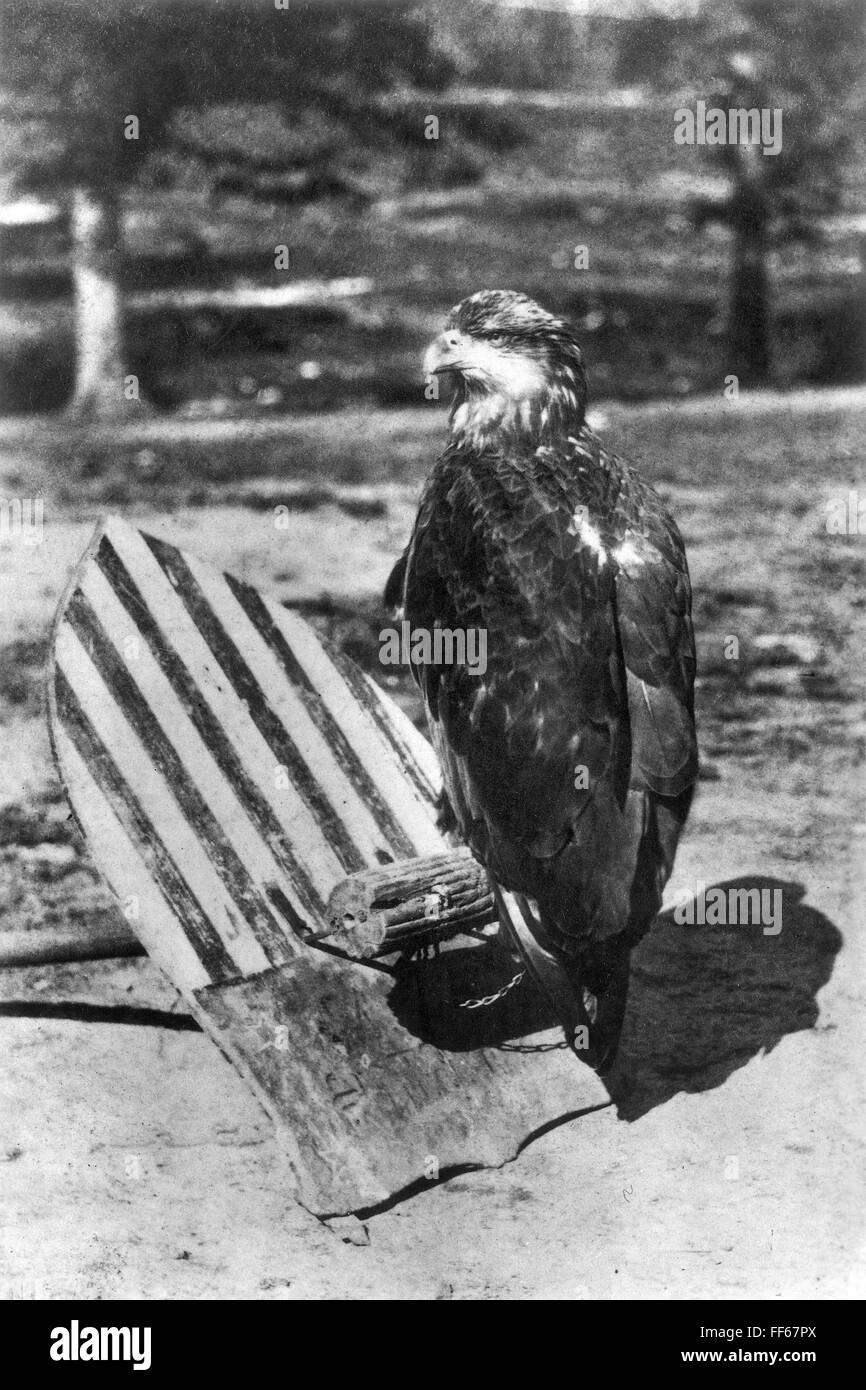 CIVIL WAR: EAGLE MASCOT. /n'Old Abe,' the bald eagle which was the ...