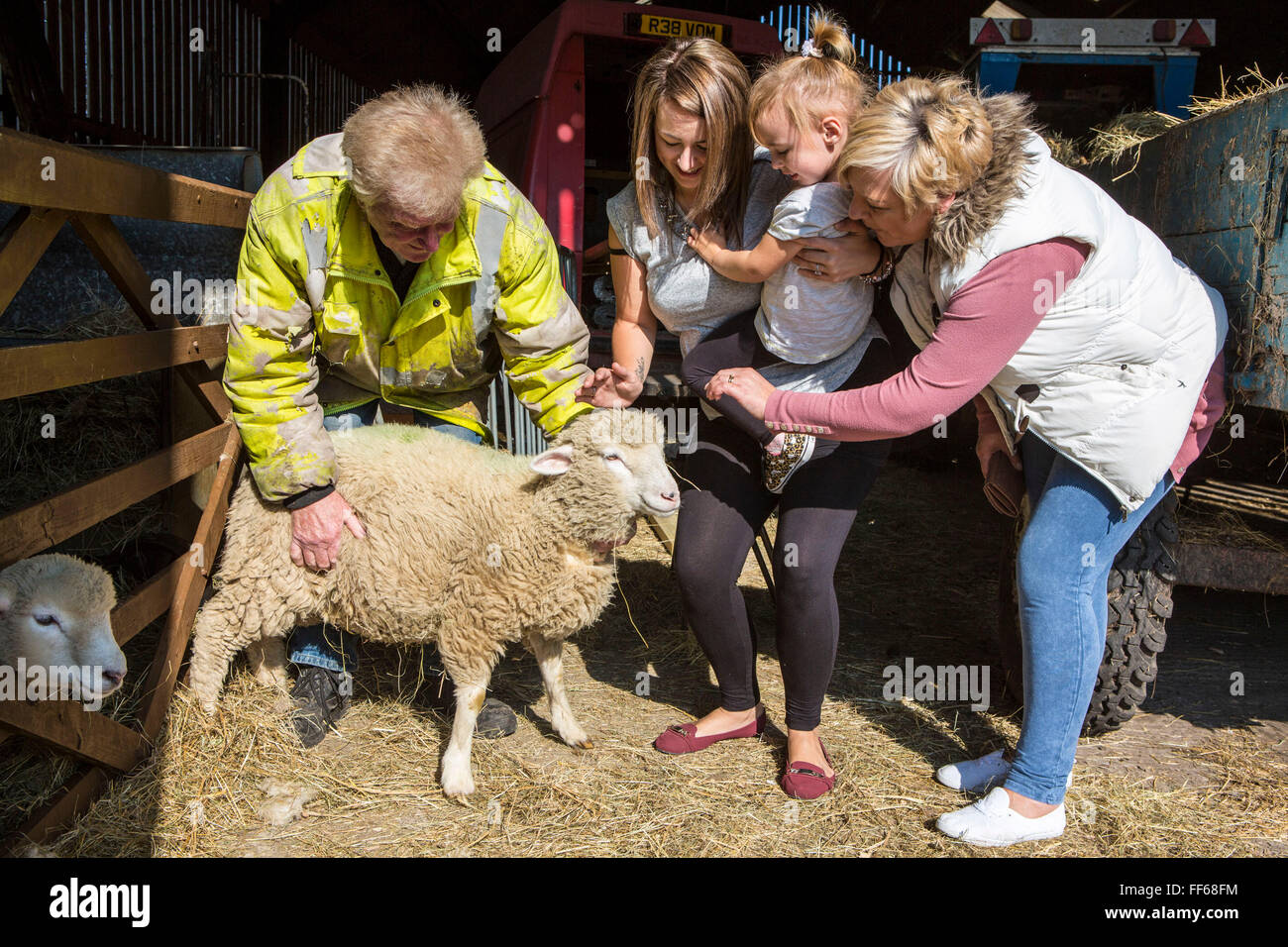 Hartcliffe Community Park farm, Rocky the farm manager give a local ...