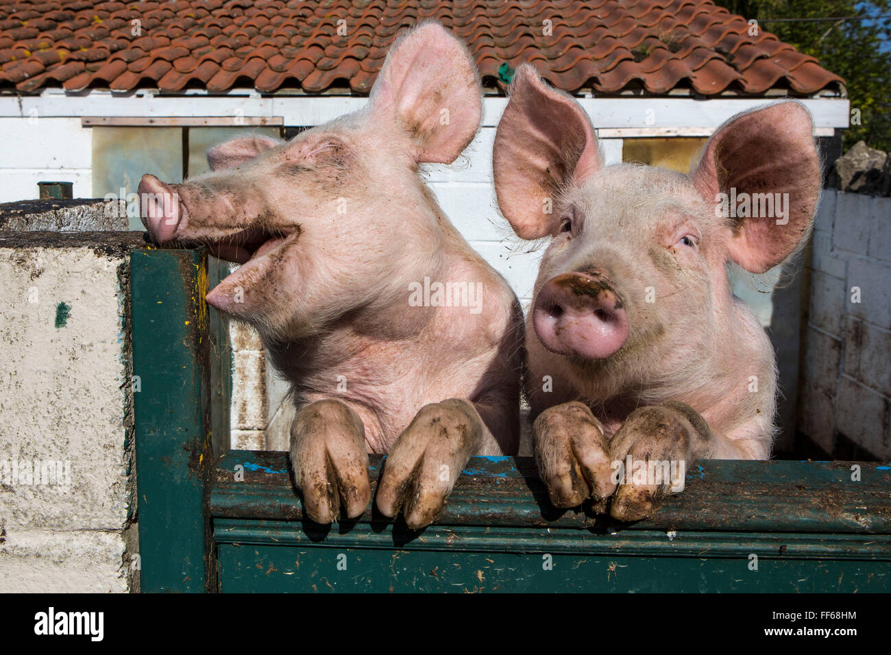 Two pigs, knaw the gate and look out of their sty. Hartcliffe Community ...