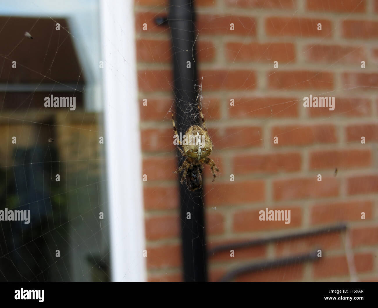 Female European garden spider (Araneus diadematus) on web with silk ...