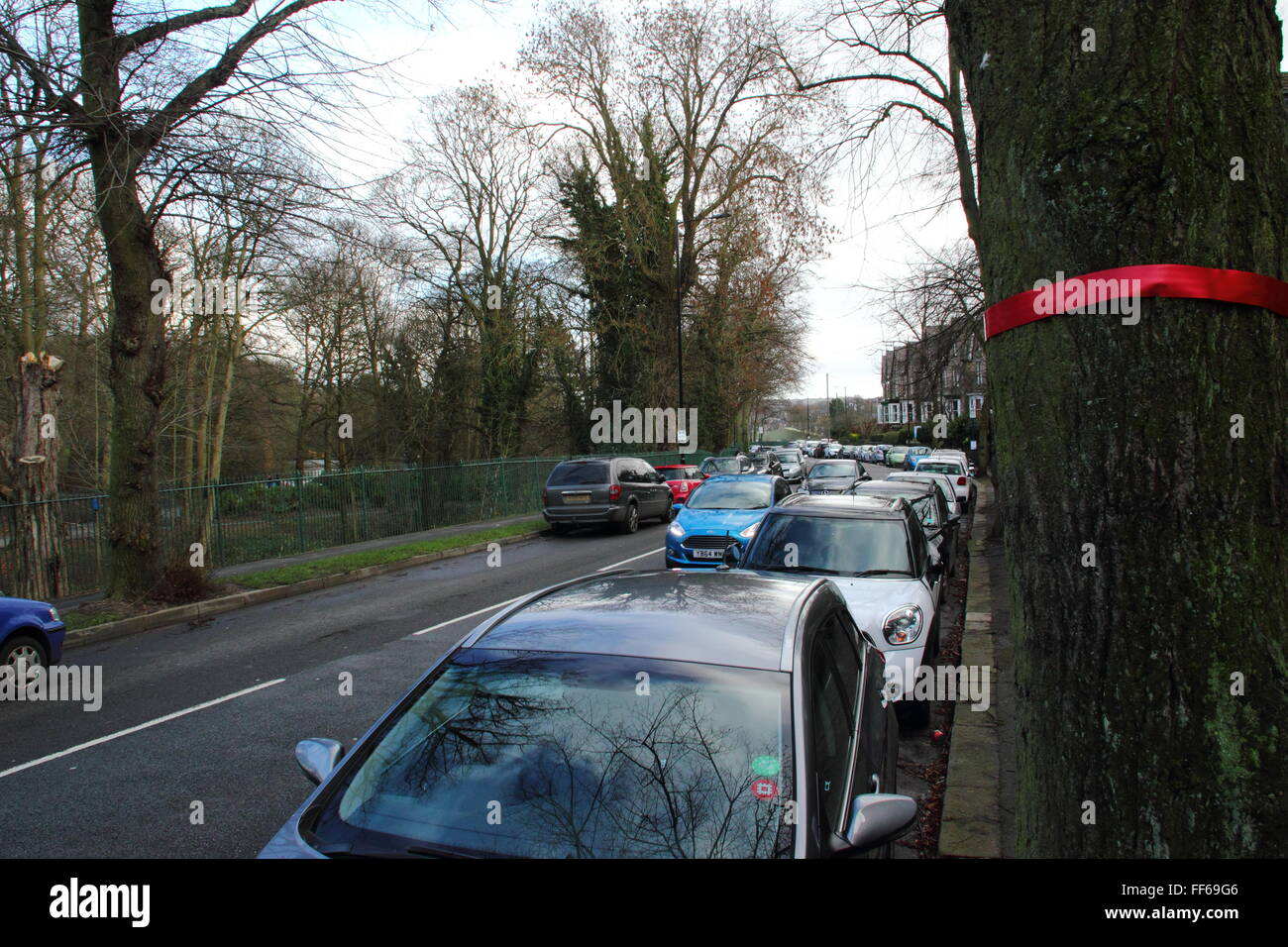 A ribbon marks a l tree earmarked for felling on Rustlings Road ...