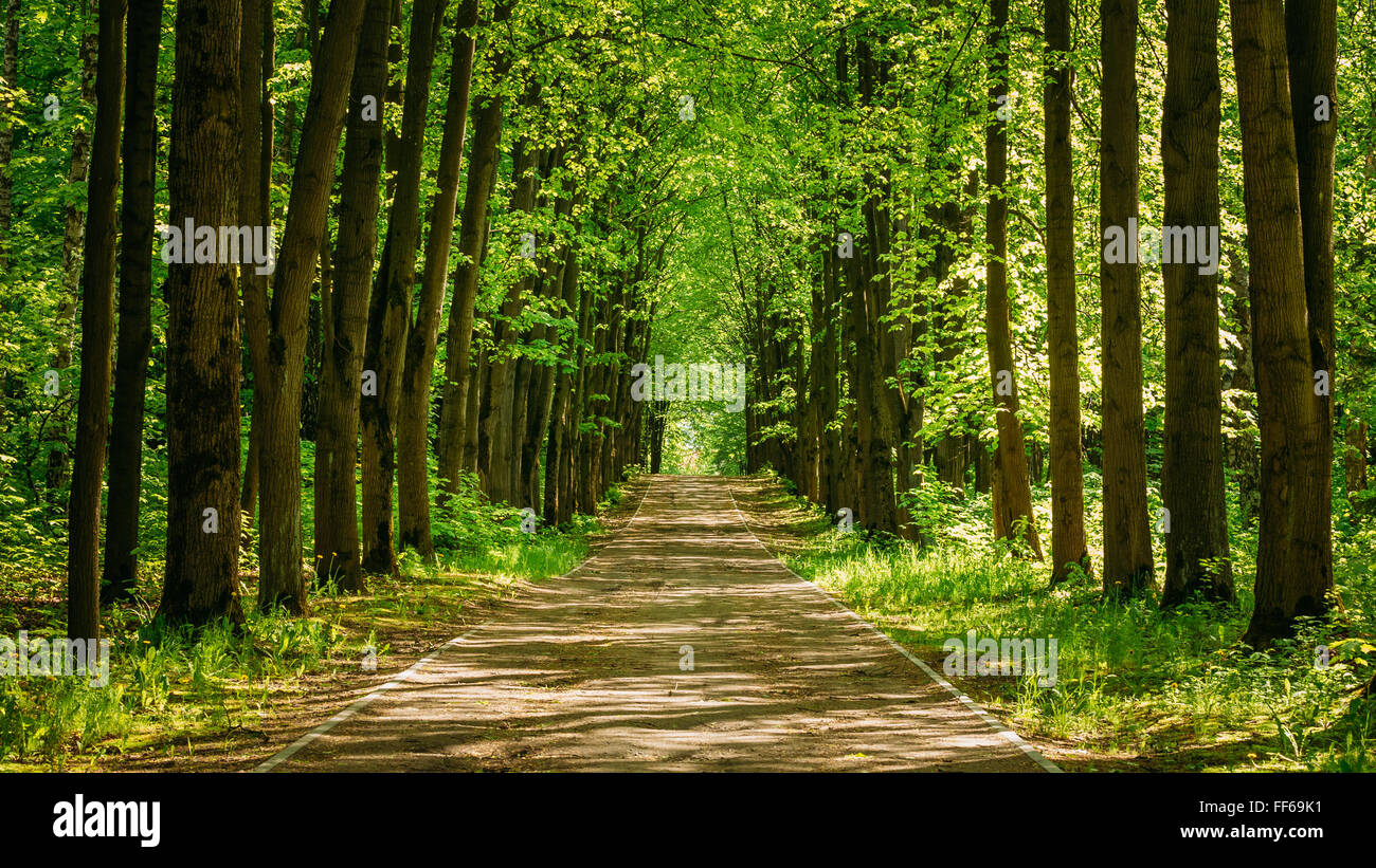 Walkway Lane Path With Green Trees in Forest. Beautiful Alley, road In ...