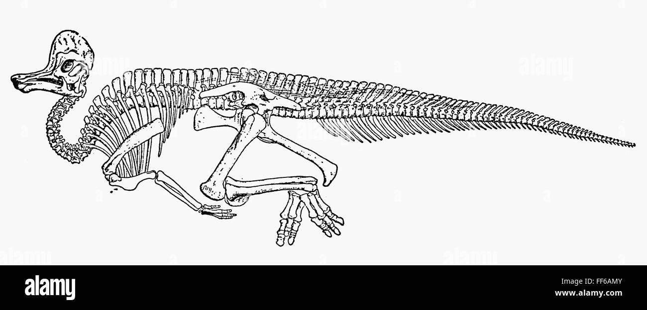 DINOSAUR: CORYTHOSAURUS. /nSkeleton of Cretaceous duck-billed ...
