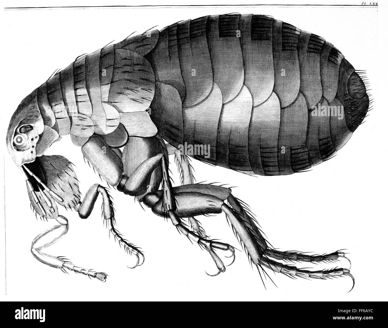 FLEA. /nCopper engraving, French, 18th century Stock Photo - Alamy