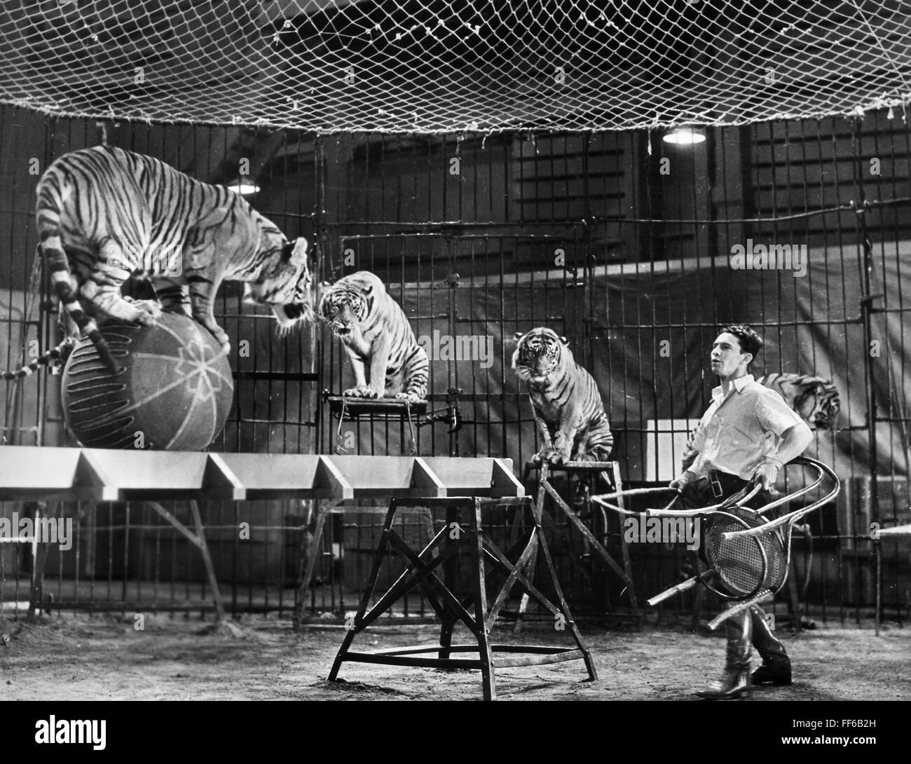 ANIMAL TAMER, 1930s. /nThe American animal tamer Clyde Beatty ...