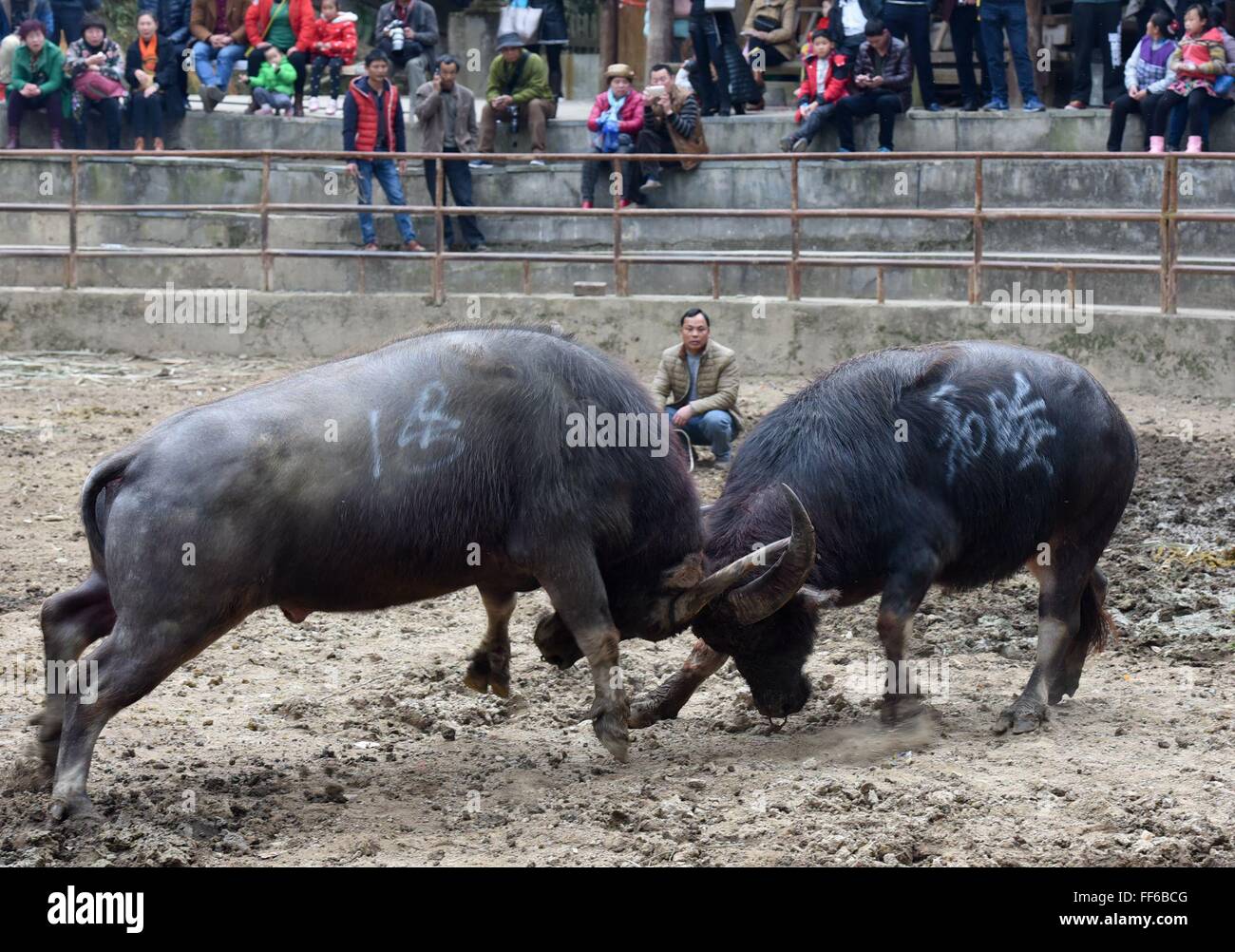 Liuzhou, China's Guangxi Zhuang Autonomous Region. 11th Feb, 2016. Two ...