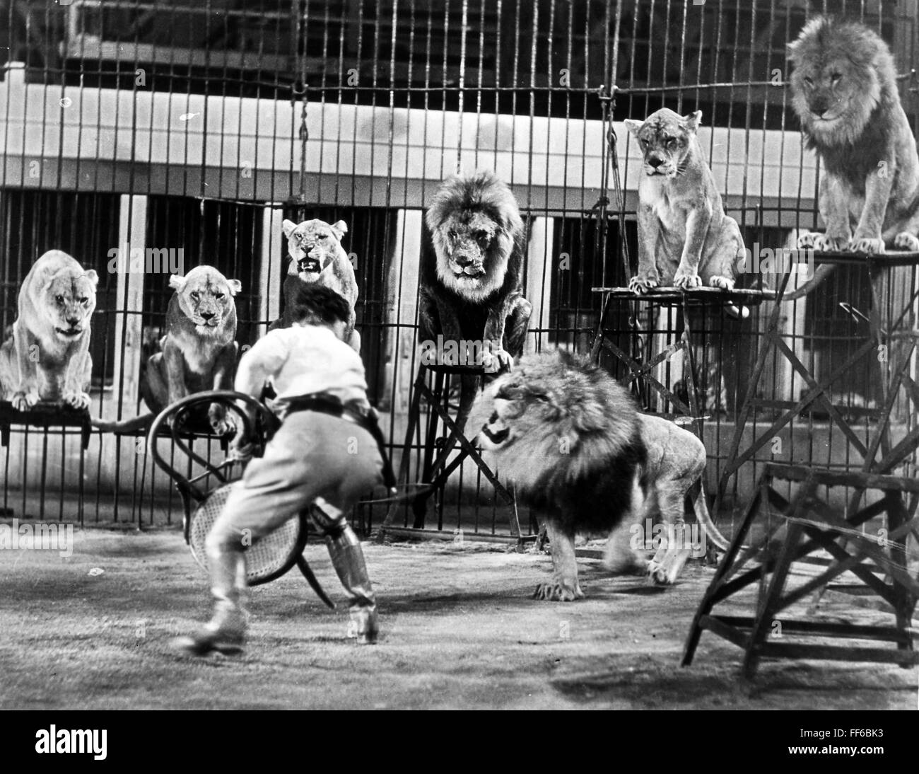 LION TAMER, 1930s. /nAmerican animal tamer Clyde Beatty performing in ...