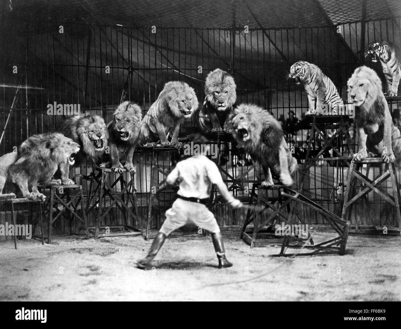 ANIMAL TAMER, 1930s. /nAmerican animal tamer Clyde Beatty performing in ...