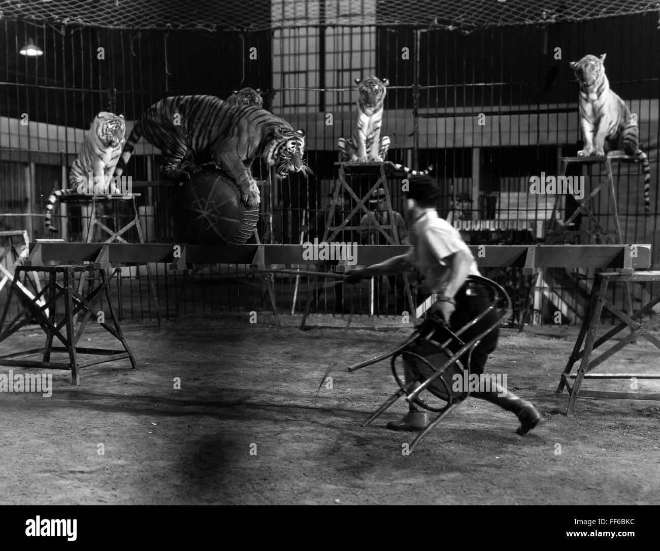 ANIMAL TAMER 1930s. /nThe American animal tamer Clyde Beatty performing ...