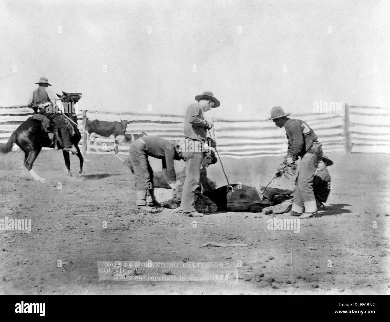 Cowboy branding cow branding iron hi-res stock photography and images ...