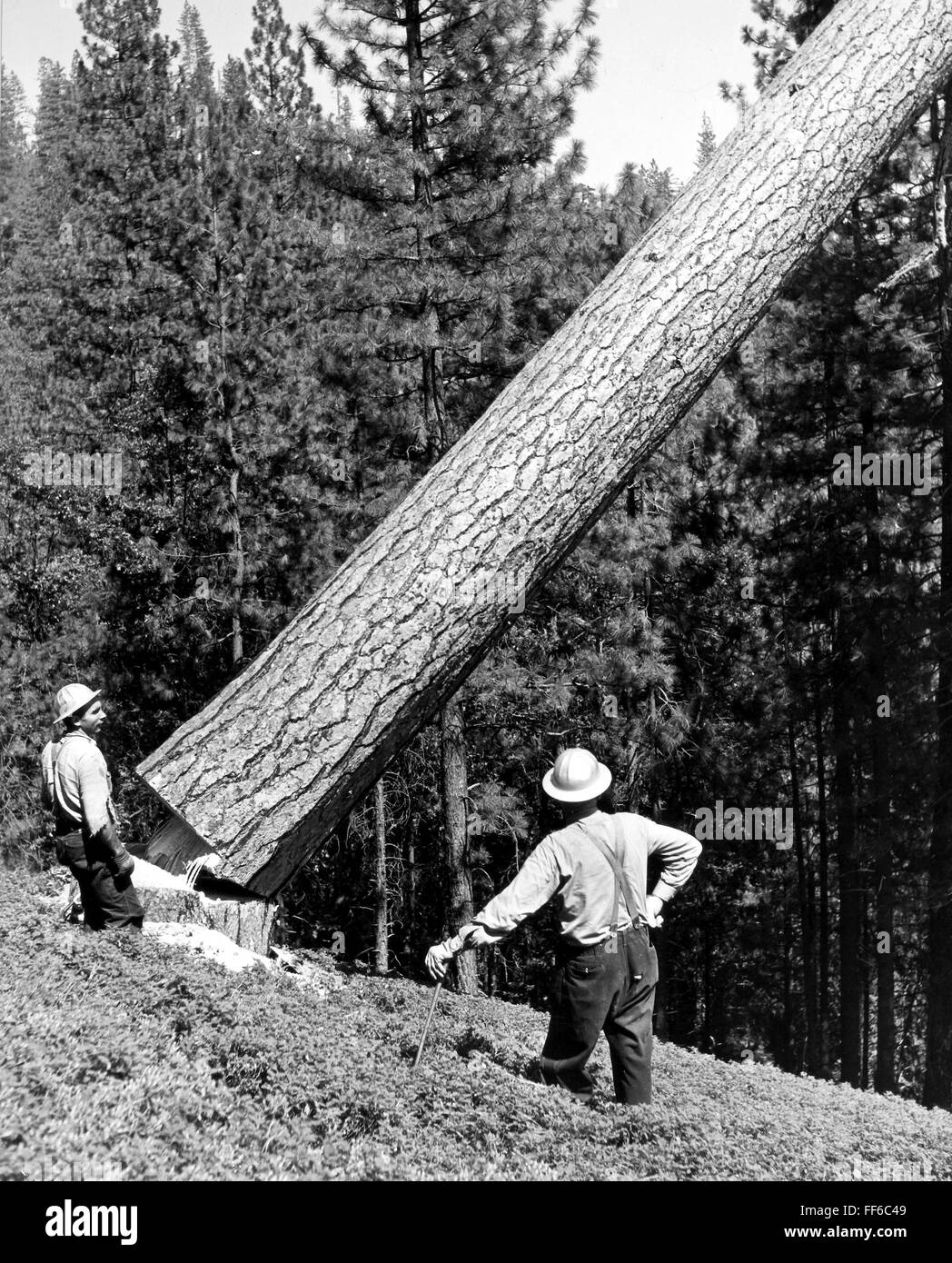 LUMBERING, 20th CENTURY. /nFelling a Ponderosa pine in the Western ...
