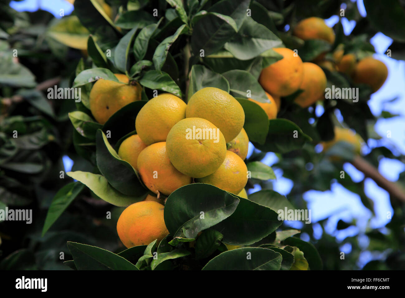 Close up of fruit and leaves of orange tree, Spain Stock Photo - Alamy