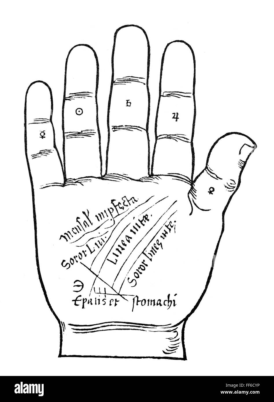 Palmistry diagram Black and White Stock Photos & Images - Alamy