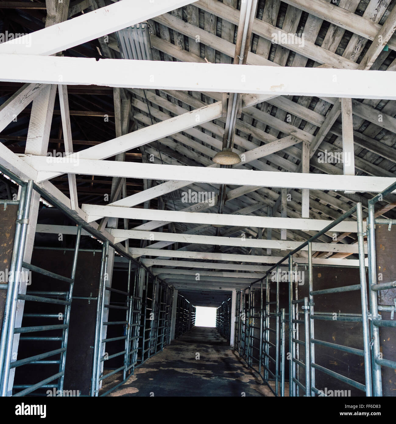The interior of a cow barn at Ellensburg fairground Stock Photo - Alamy