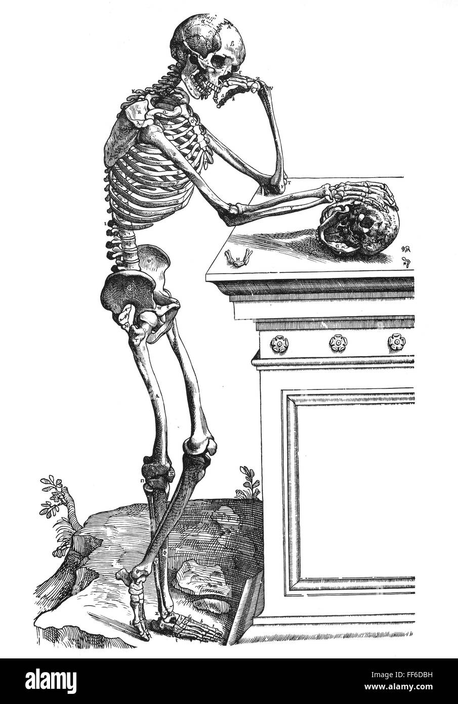 VESALIUS: SKELETON, 1543. /nWoodcut from the first book of Andreas ...