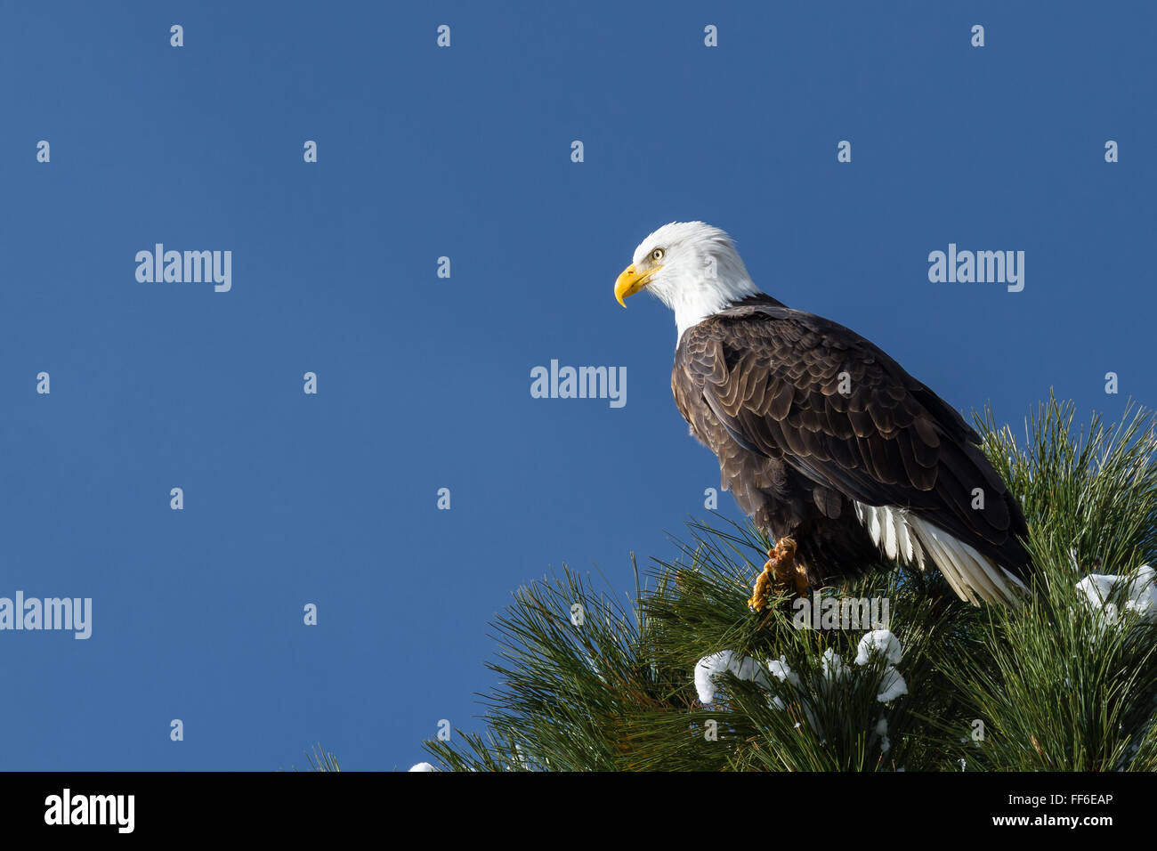 imposing Bald Eagle perched on a tree branch mid winter in Coeur d ...