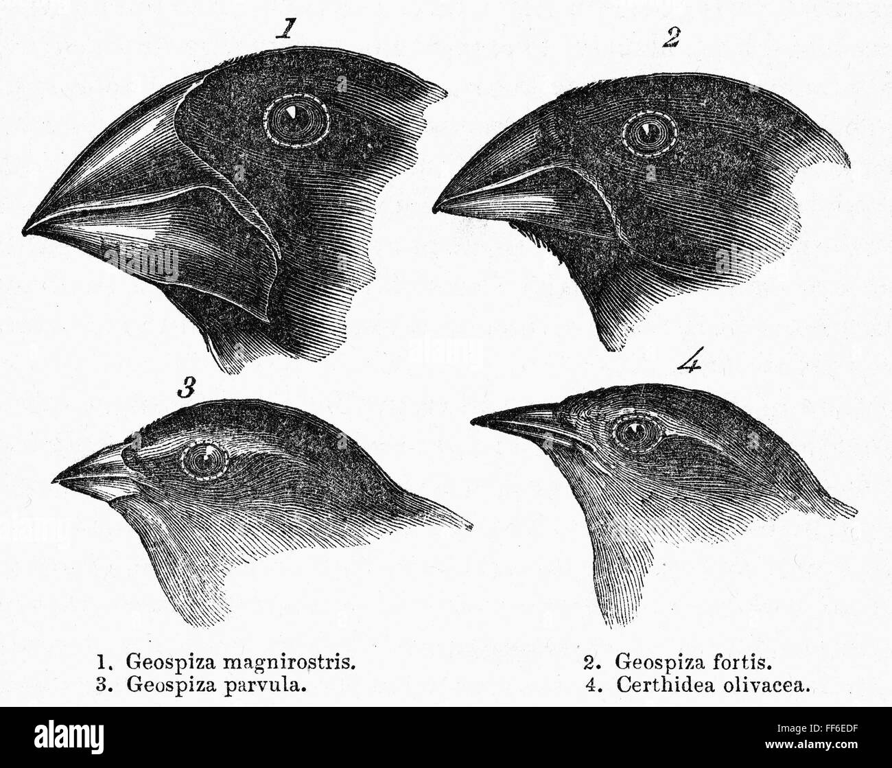 Charles Darwin Birds
