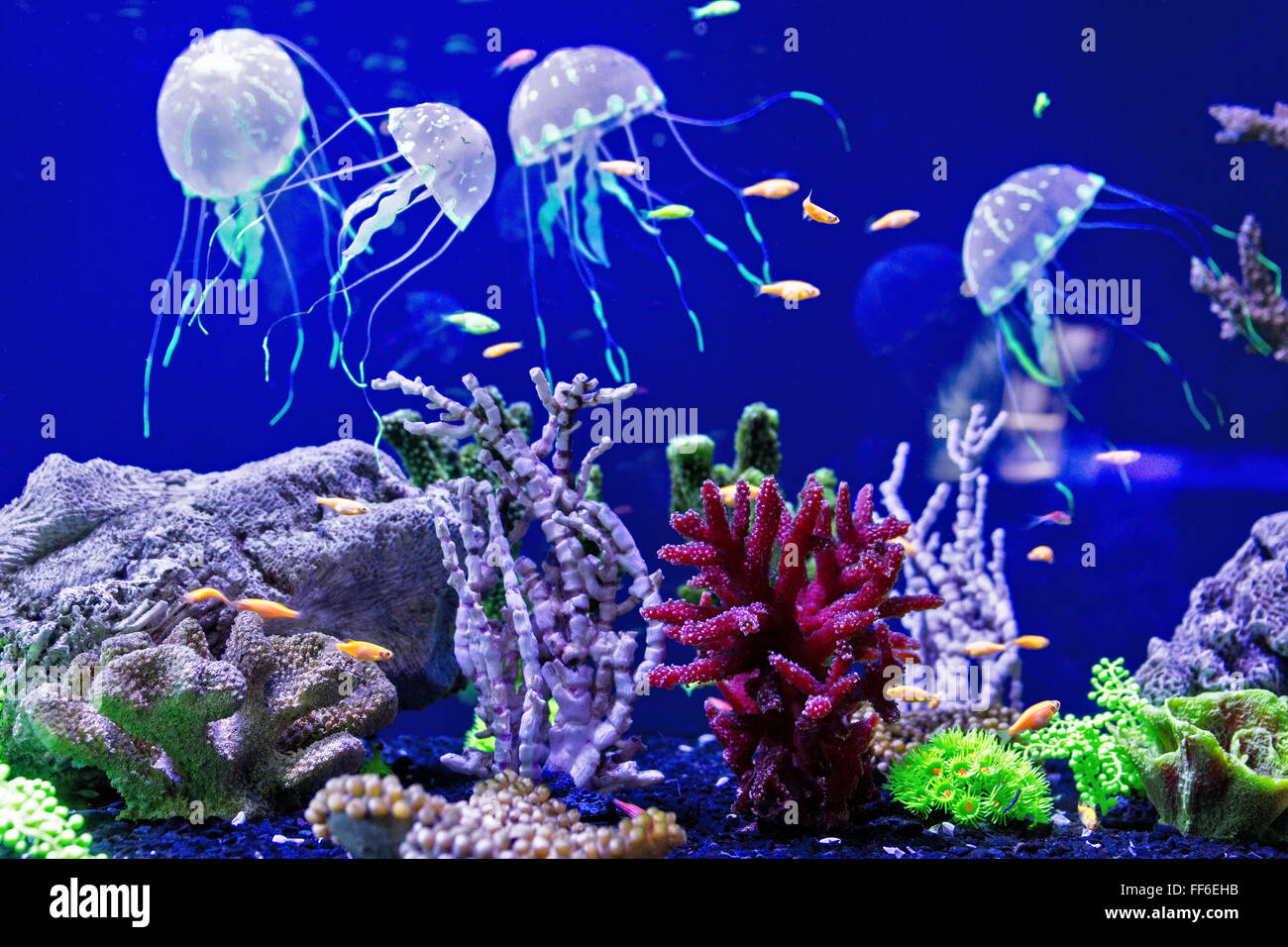 Underwater ocean tropical jellyfish hi-res stock photography and images ...
