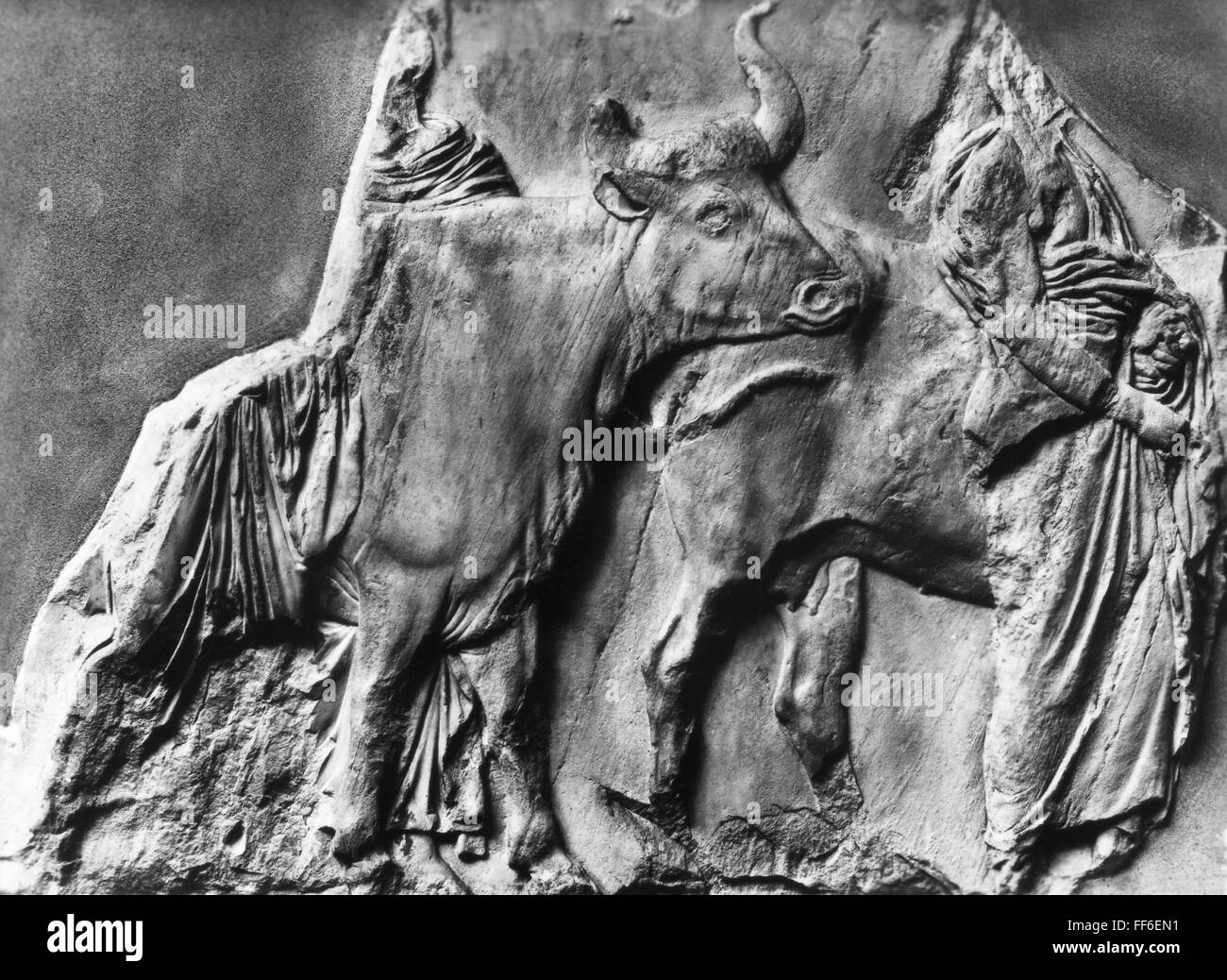 PARTHENON FRIEZE, 440 B.C. /nHeifers led to sacrifice. South frieze of ...