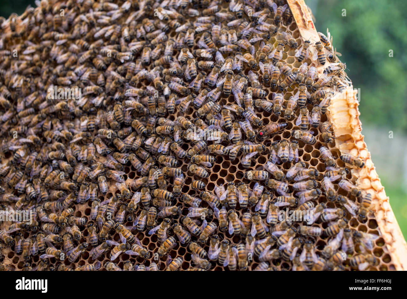 The queen bee (marked with a red dot) on a honey frame with the worker ...