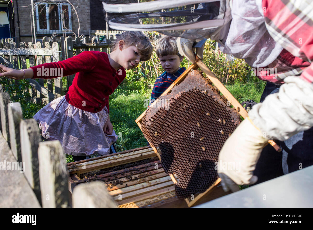 Children watching the bee keeper inspect the honey frames of the bee ...