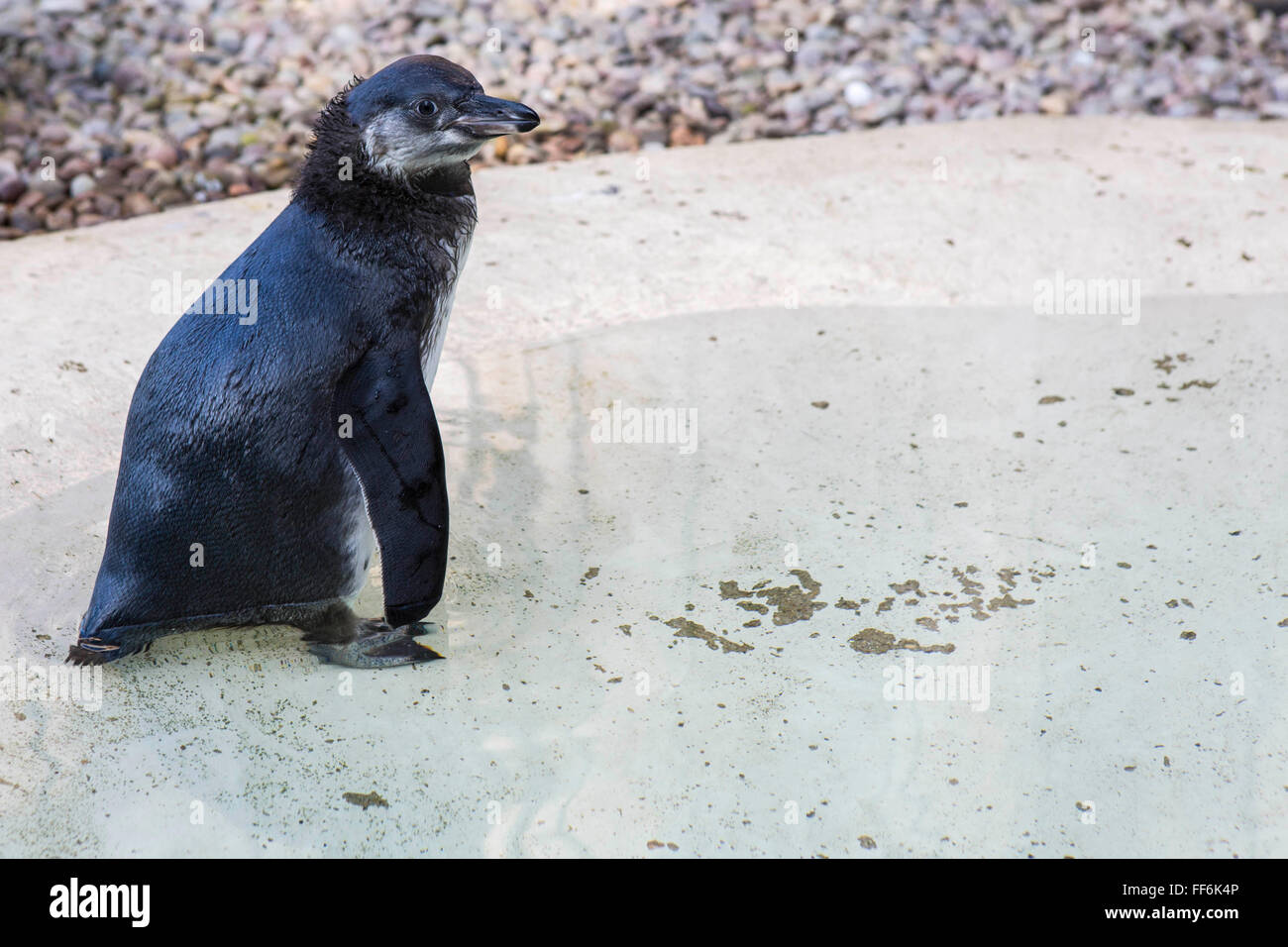 Puddles, the orphaned penguin takes its first ever swimming lesson in ...
