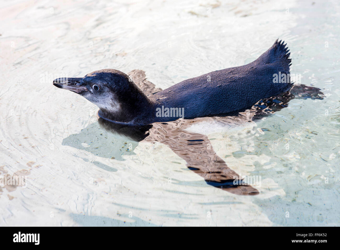 Puddles, the orphaned penguin takes its first ever swimming lesson in ...