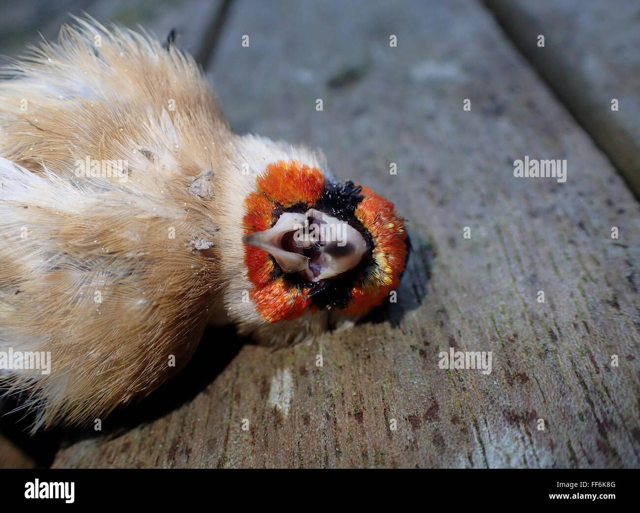 Dead tongue hi-res stock photography and images - Alamy