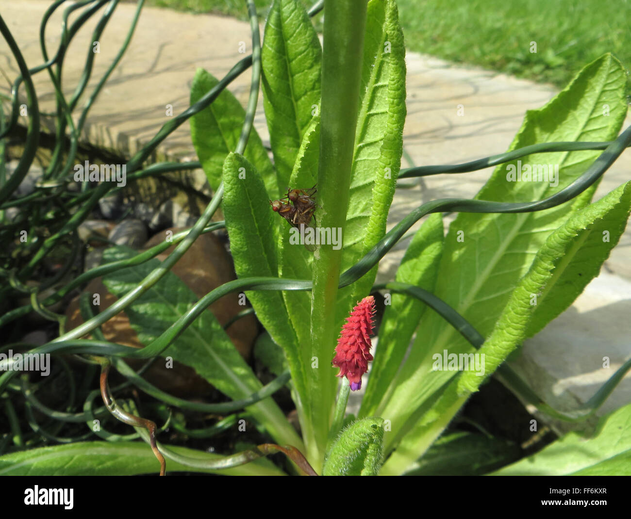 Pair of Helina reversio flies mating on leaf of pyramid primula ...