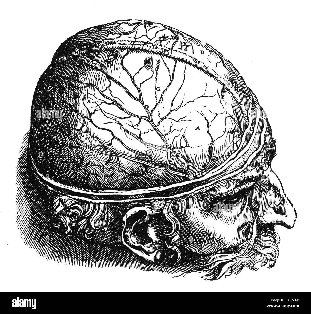 VESALIUS: BRAIN. /n(Figure 1). Woodcut from the seventh book of Andreas ...